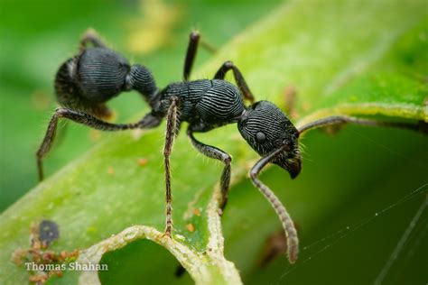 Gnamptogenys Sp Ecuador Thomas Shahan Flickr