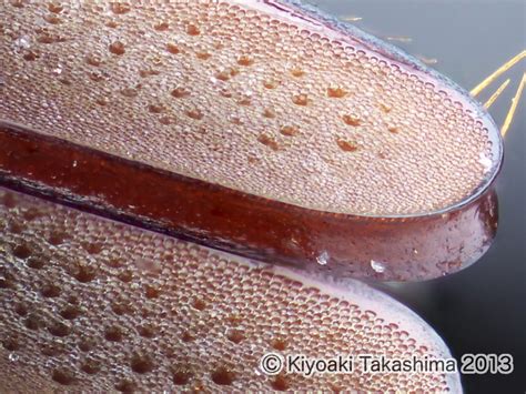 カブトムシの触角 Kiyoaki Takashima 高嶋清明のblog