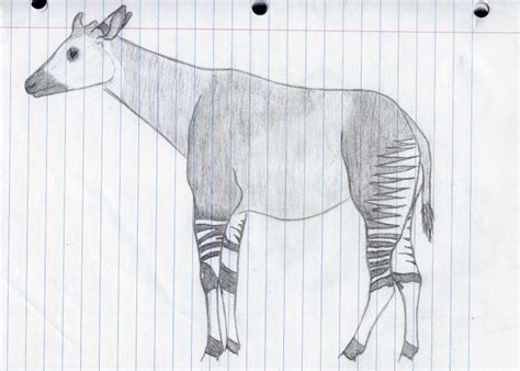 Okapi Sketch By Thylacinus1 On Deviantart