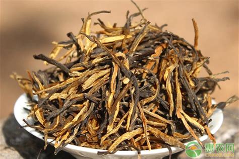 松针茶的制作方法及功效 惠农网