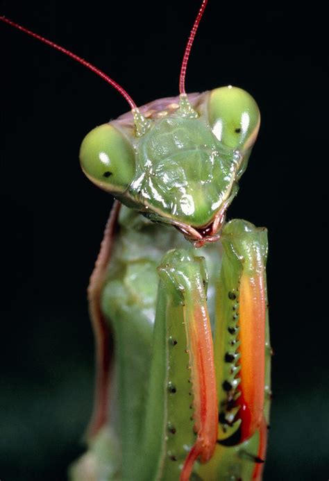 Praying Mantis Photograph By Perennou Nuridsany Pixels