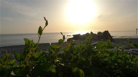 4k 🌅해변에서 바다 일출보며 멍때리기 🍵🍷🍸🍹풀멍 바다멍 일출 물멍 파도소리 Asmr 새소리 바다뷰 귀르가즘 바람소리 Youtube