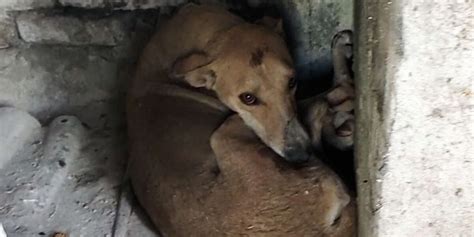 Dog Who Was Terrified To Be Rescued Loves To Give Kisses Now Street