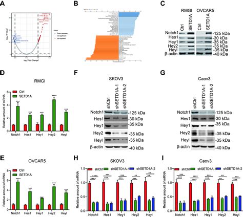 Setd1a Activates Notch Signaling Pathway A Volcano Plot Of Differently Download Scientific