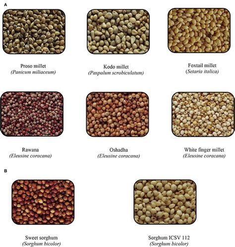 Millets
