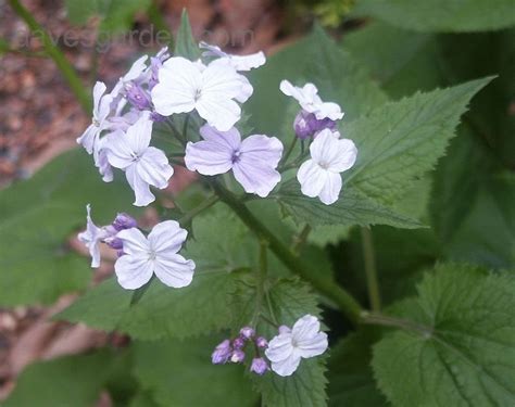 Plantfiles Pictures Perennial Honesty Lunaria Rediviva By Growin