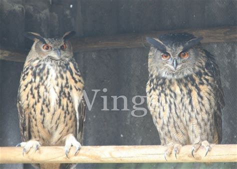 Our Big Breeding Owls Owl Breeder Wings