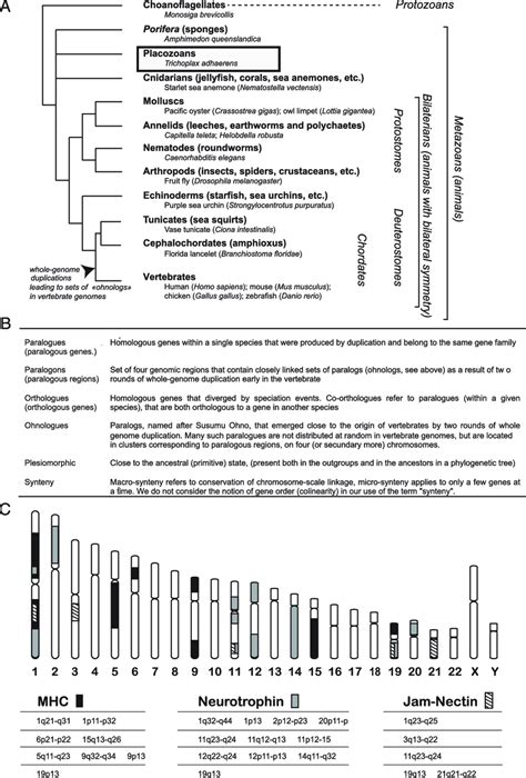 Metazoans Evolutionary Relationships Definitions And Human