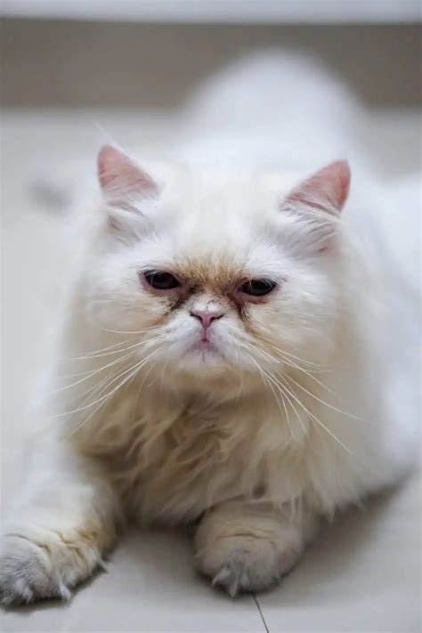 Cat Conjunctivitis Causes Symptoms And Treatment