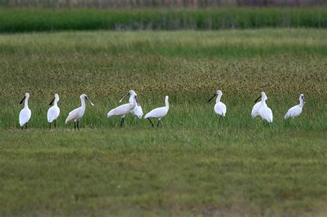 Herons 녹색 자연 서식지 배경입니다 헤론 유라시아 스푼빌 플라탈레아 류코로디아 경외감에 대한 스톡 사진 및 기타 이미지
