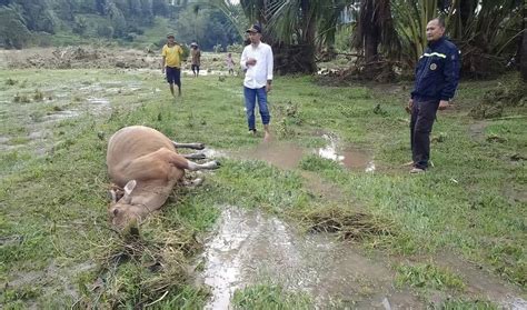 Luapan Sungai Tangka Rendam 7 Hektar Sawah