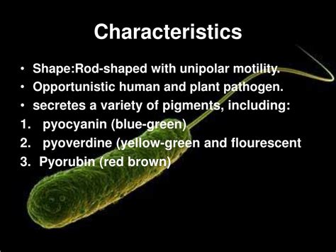 Ppt Pseudomonas Aeruginosa Powerpoint Presentation Free Download