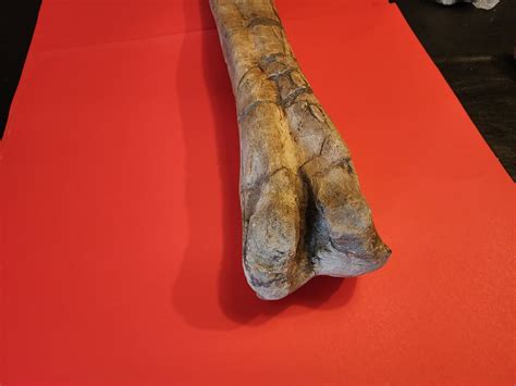 Old Dinosaur Tibia Fossil Missing Documentation Fossil Id The