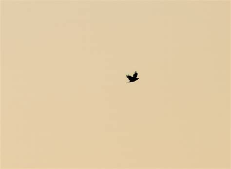 Burung Terbang Bayangan Hitam Foto Gratis Di Pixabay Pixabay