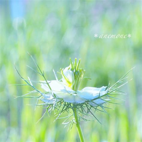 Nigella Flower