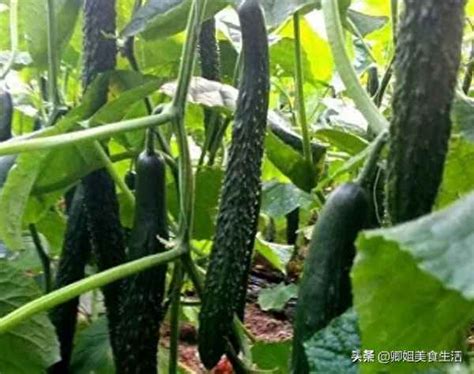 老黄瓜煲汤和什么搭配—老黄瓜排骨汤的做法 美食视频 华网