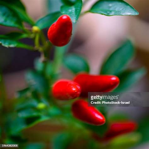 Piquant Peppers Photos And Premium High Res Pictures Getty Images