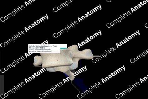 Inferior Articular Facets Of First Thoracic Vertebra Complete Anatomy