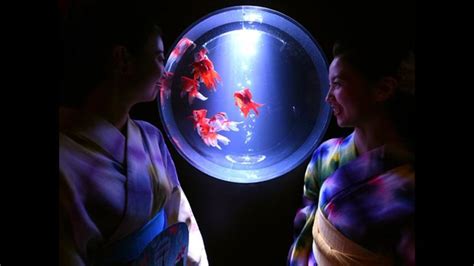 Descubren Origen Del Sexo A Través Del Estudio De Peces Prehistóricos