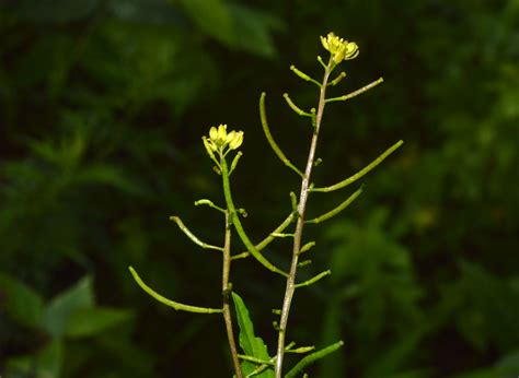 Rorippa Dubia Eflora Of India