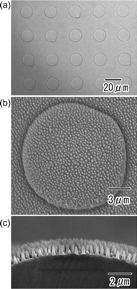 SEM Images Of Polymer Nano Micro Hierarchical Structures Prepared By Download Scientific