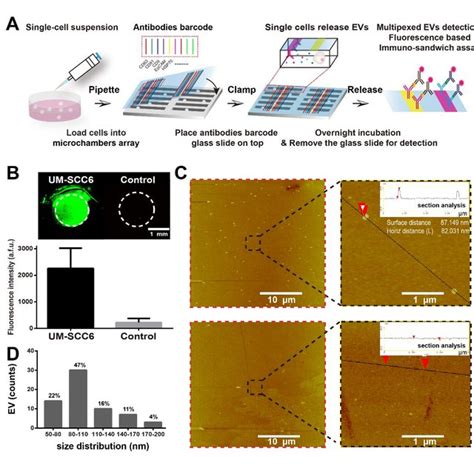 Platform For Multiplexed Profiling Of Single Cell Extracellular