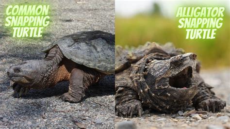 Common Snapping Turtle vs. Alligator Snapping Turtle [15 Differences] – The Turtle Hub