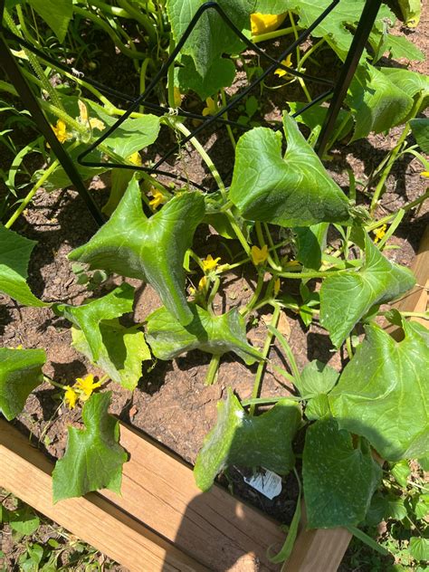 Cucumber Plants Wilted Over Night What Should I Do R Gardening