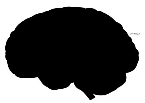 Intraparietal Sulcus Psychology Wiki Fandom