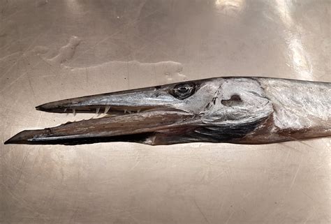 Here Are 3 Cool And Creepy Fish You Likely Havent Seen Before Cbc News