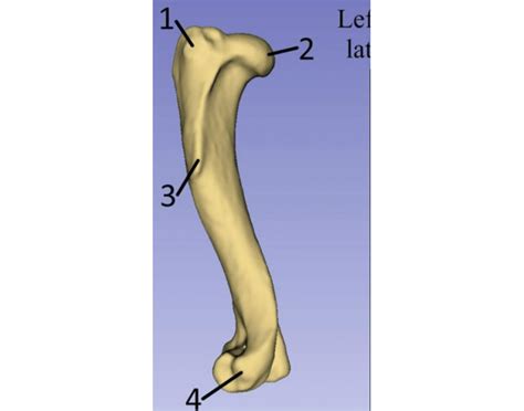 Left Humerus Lateral View Quiz