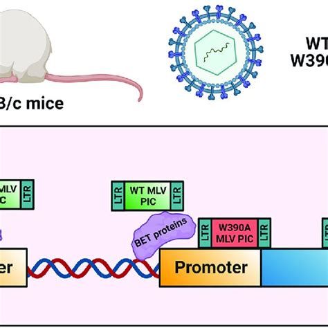 Model Of Mlv Integration In Vivo The Mlv Preintegration Complex Pic Download Scientific