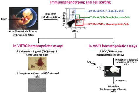 Phenotypic And Functional Analysis Of Human Embryonic Liver Vecadherin