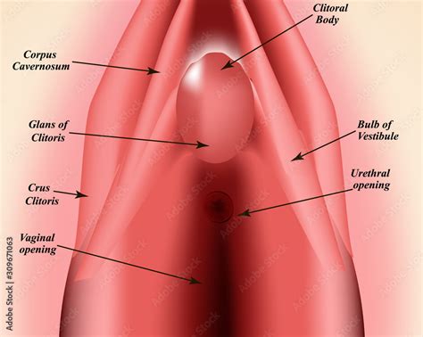 The Structure Of The Vulva The Structure Of The Clitoris Female