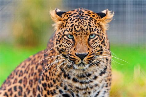 레오 파 드 프레데터 얼굴 발견 큰 고양이 Hd 배경 화면 Wallpaperbetter