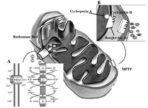 Mitochondrial Role In Regulation Of Cytosolic Free Ca 2 A