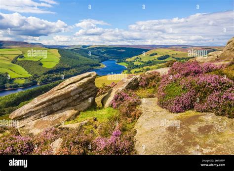 Ladybower Reservoir Purple Heather Derwent Edge Ladybower Reservoir