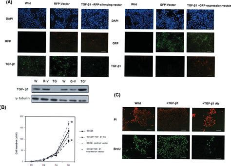 Effect Of Tgf β1 In Cancer Cell Proliferation A Effects Of The