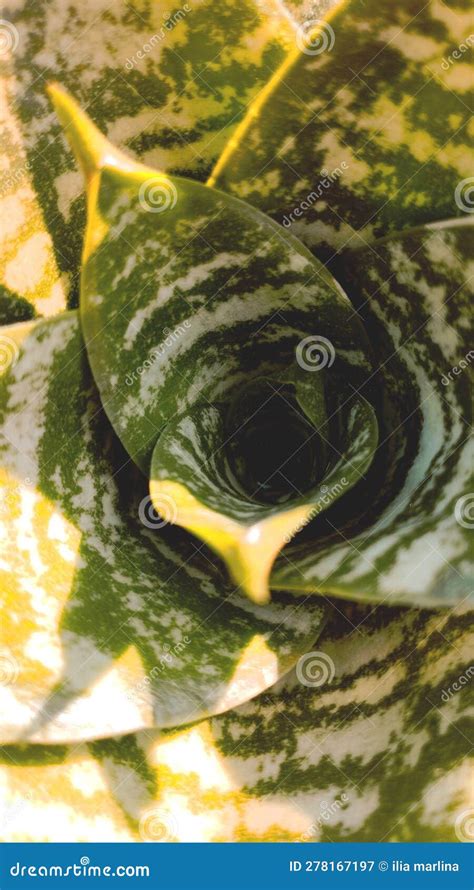 Mother In Lawand X27s Tongue Plant With Beautiful Lines Stock Image