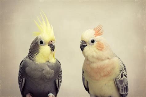 Premium Photo Crested Companions Cockatiel Chronicles