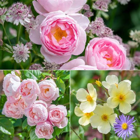 Perfect For Pollinators Bundle David Austin