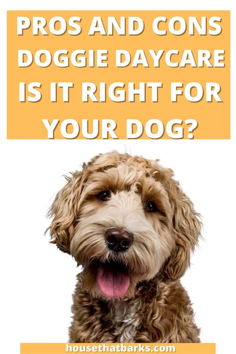 The Pros And Cons Of Doggie Daycare Is It Right For Your Pup House