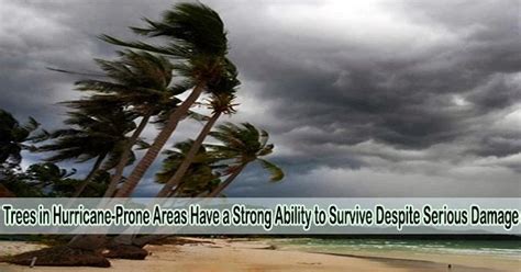 Trees In Hurricane Prone Areas Have A Strong Ability To Survive Despite Serious Damage