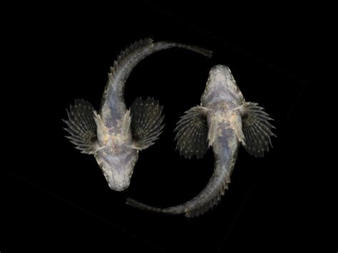 Bullhead Waterlifelt