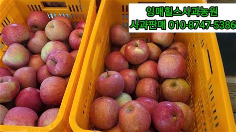 잉매힐스사과농원 Youtube