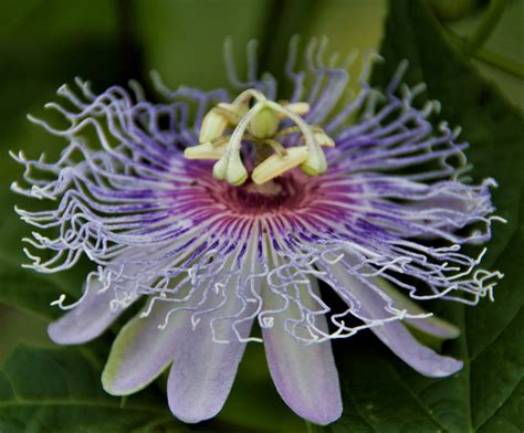 Wild Passion Flower Its A Long Story