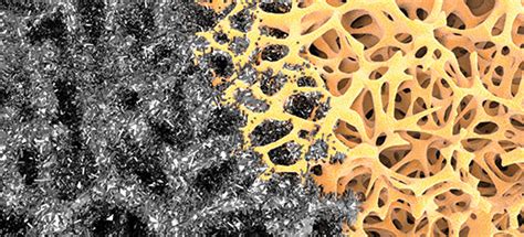 Home Cell Symposium Bio Inspired And Bio Integrated Materials