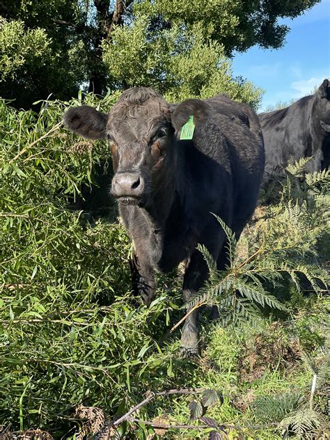 Cows James Gusman Flickr