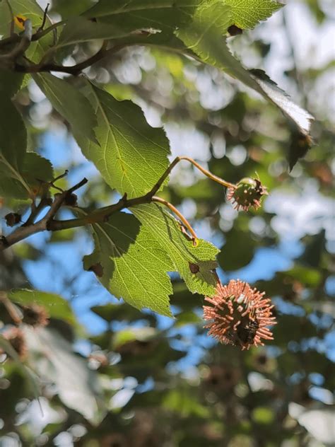 Cedar Quince Rust On Callery Pear R Plantpathology