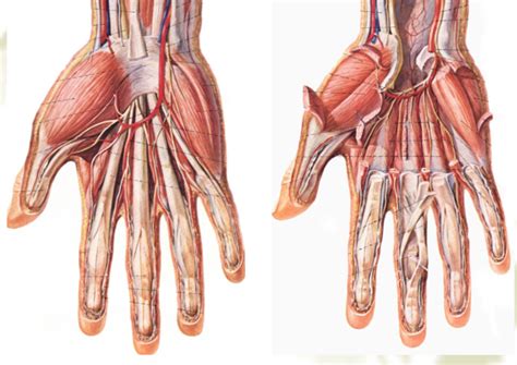 高清图谱：手部解剖讲解，骨科基础必备！ 德医医学 助力医学教育发展！